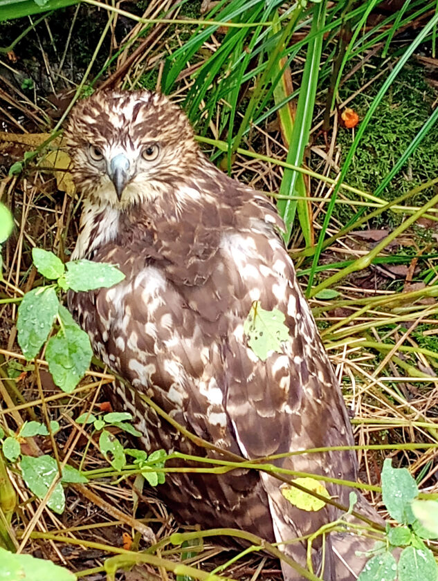 Mother-daughter duo share quite a ‘tail’ to rescue young hawk | News ...